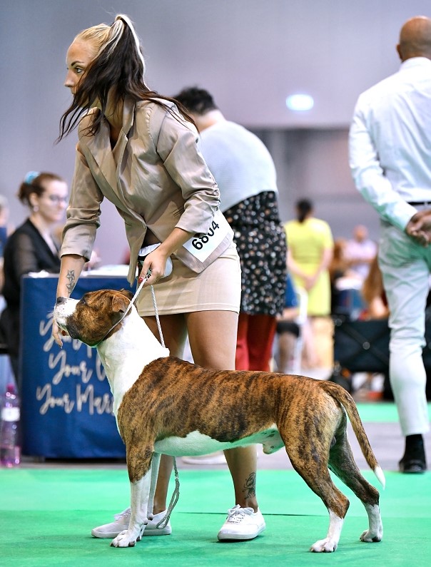 Nový Junior ŠAMPION CZ Bee Ace of Victory MM :: mysterymemories